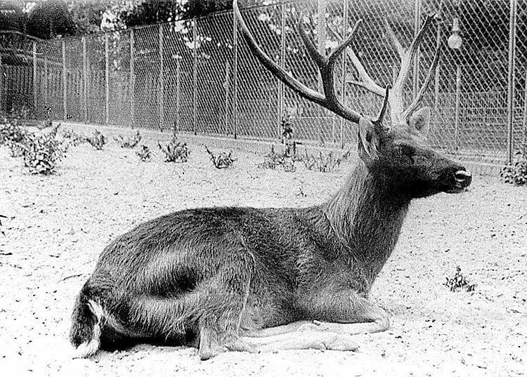 Schomburgk's deer store